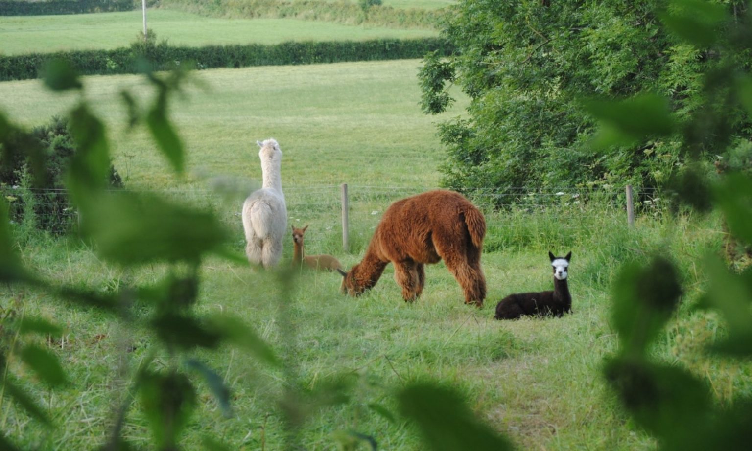 About Us – NI Alpaca Group